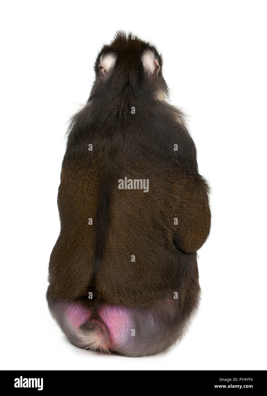 Back view of family looking away Cut Out Stock Images & Pictures - Alamy