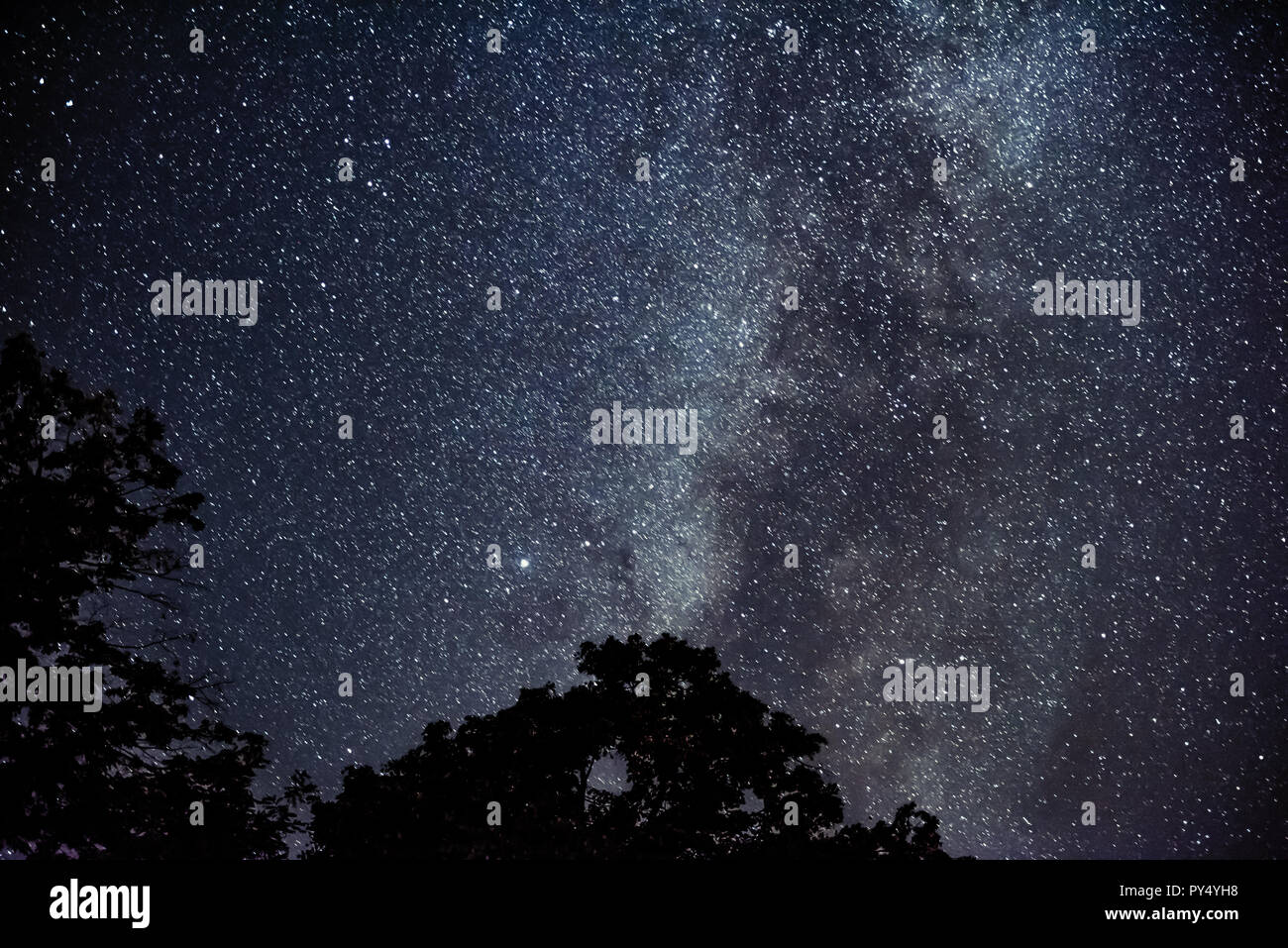 Night sky and the Milky Way over tree Stock Photo - Alamy