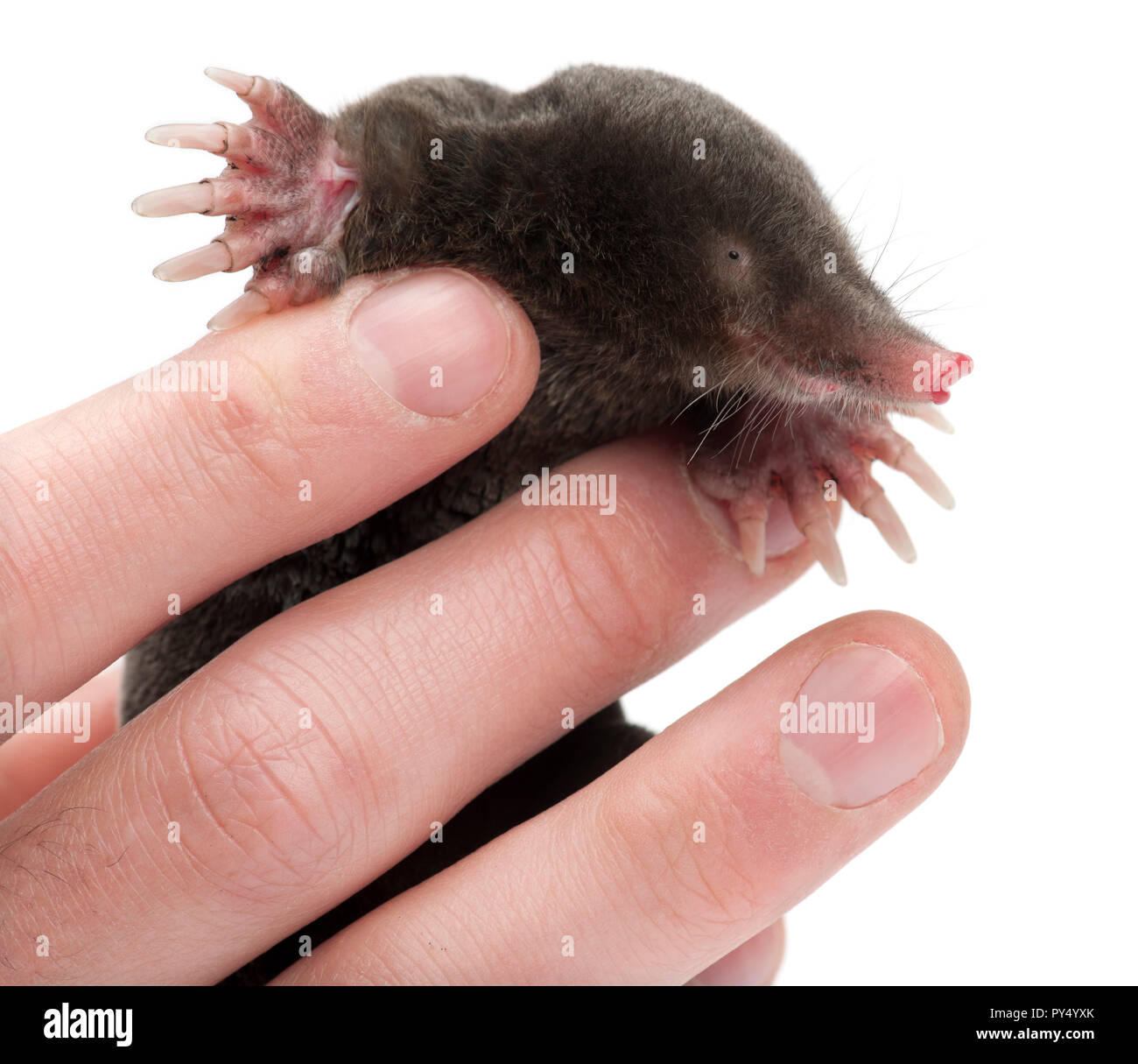 Mole animal hand hi-res stock photography and images - Alamy