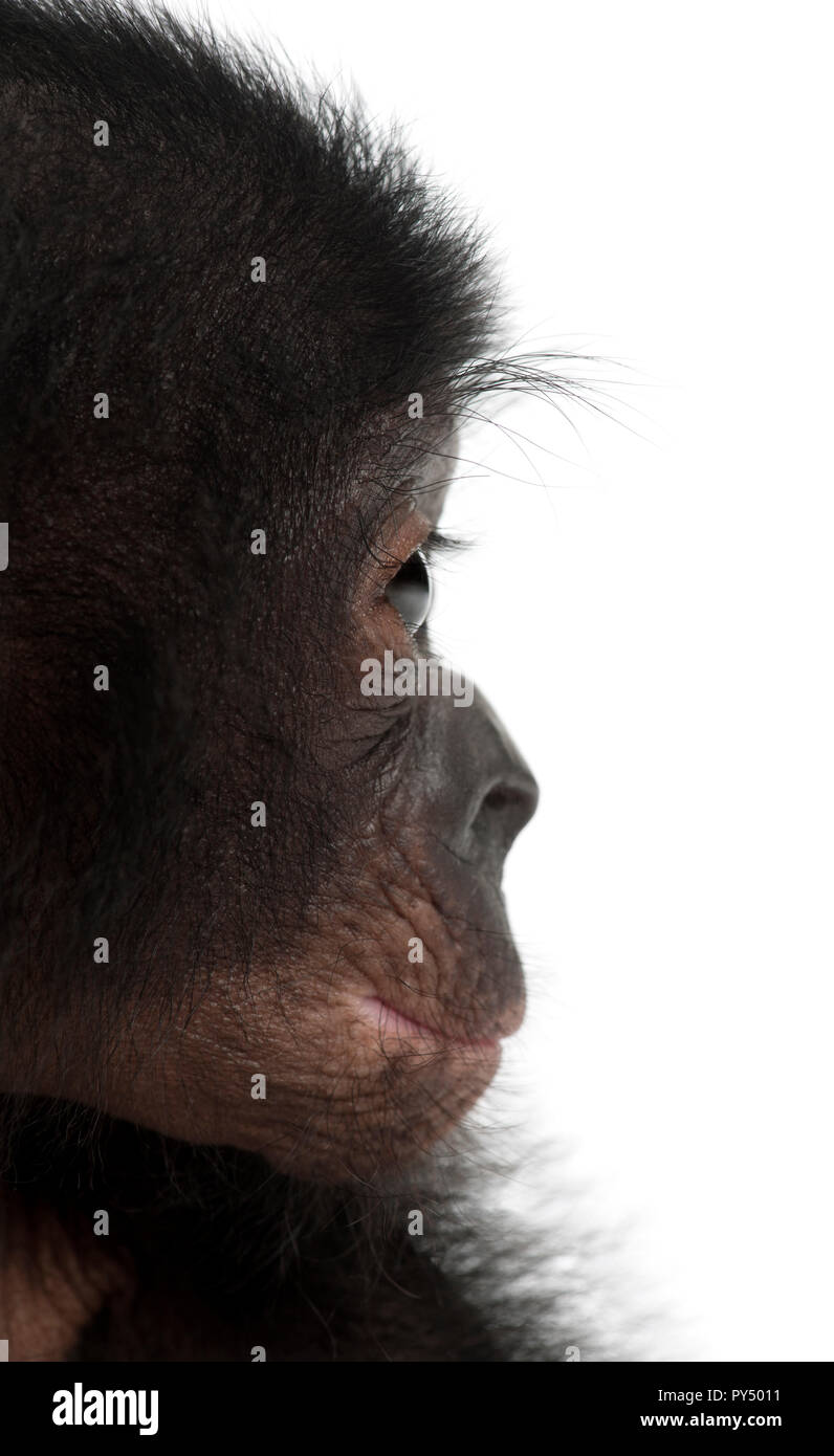 Baby bonobo, Pan paniscus, 4 months old, against white background Stock ...