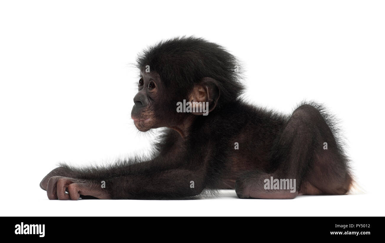 Baby bonobo, Pan paniscus, 4 months old, lying against white background ...