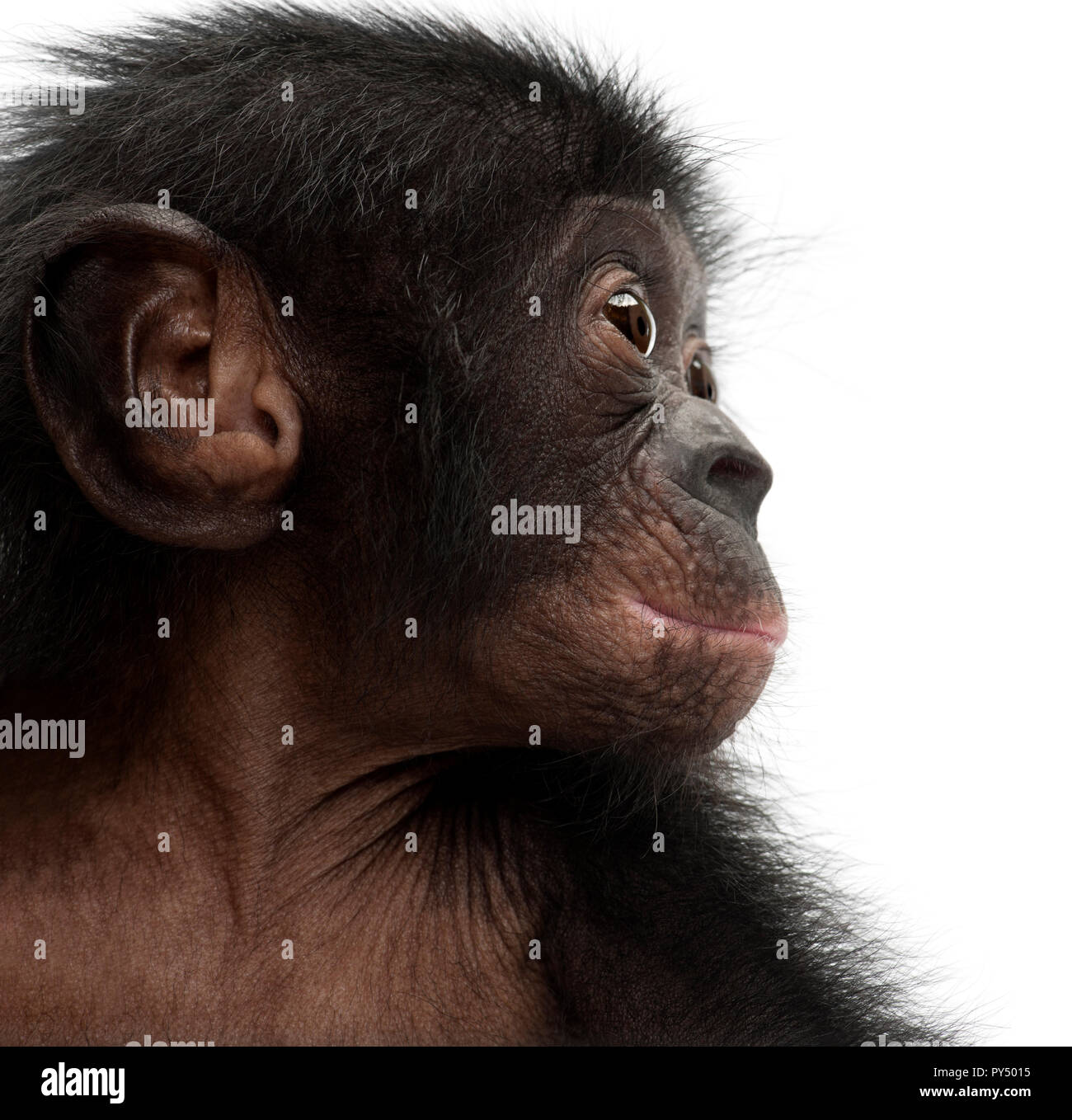 Baby bonobo, Pan paniscus, 4 months old, against white background Stock ...