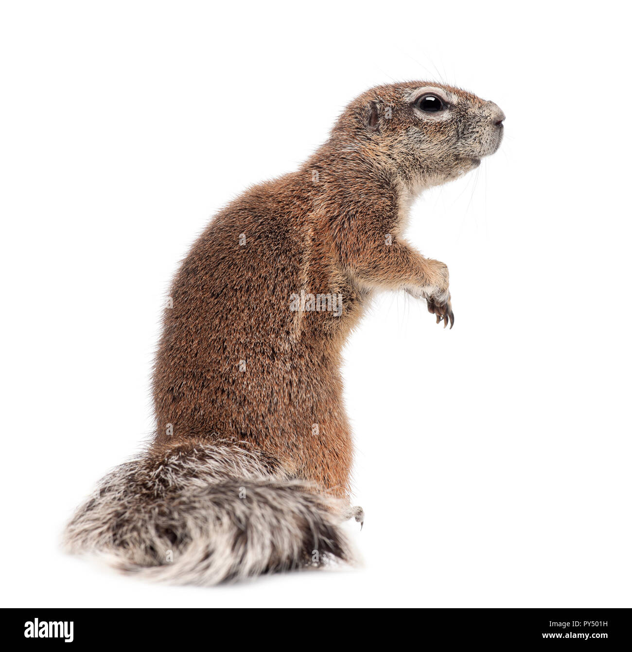 Cape Ground Squirrel, Xerus inauris, standing against white background ...