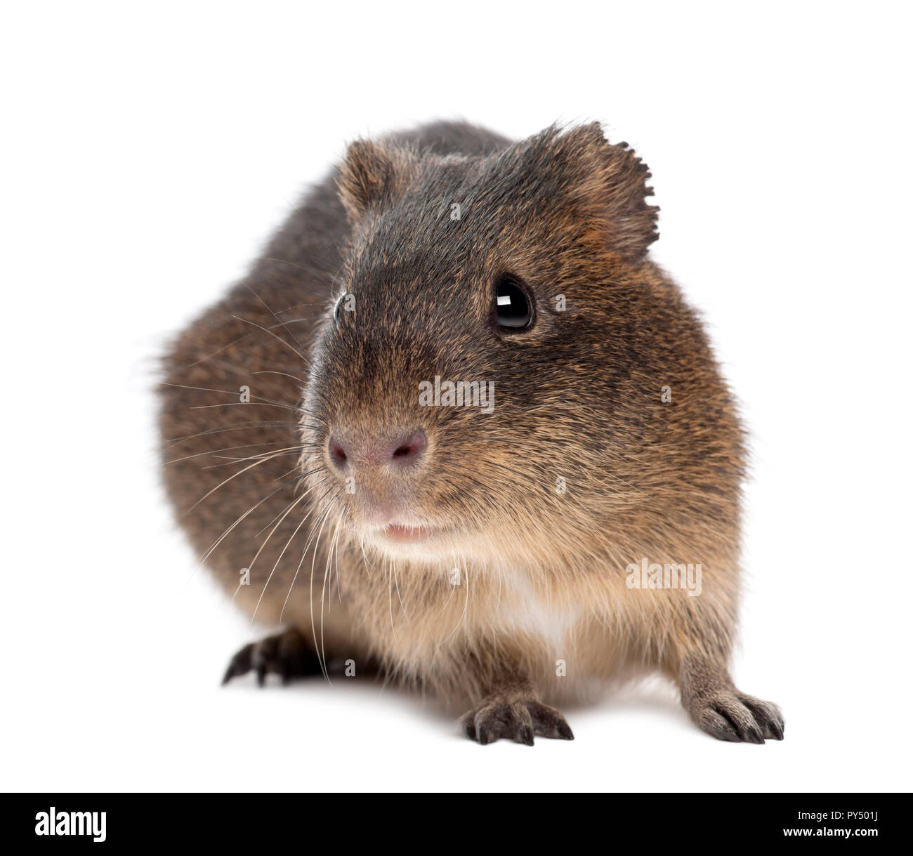 Greater guinea pig, Cavia magna, against white background Stock Photo ...