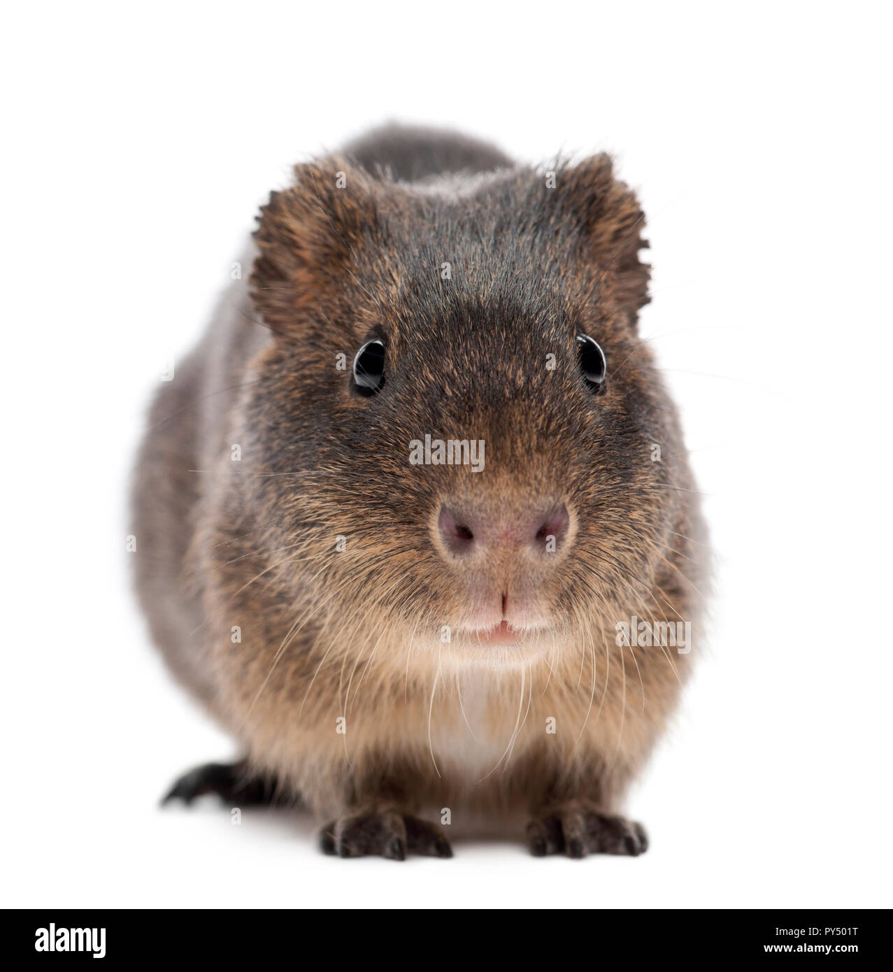 Greater guinea pig, Cavia magna, against white background Stock Photo ...