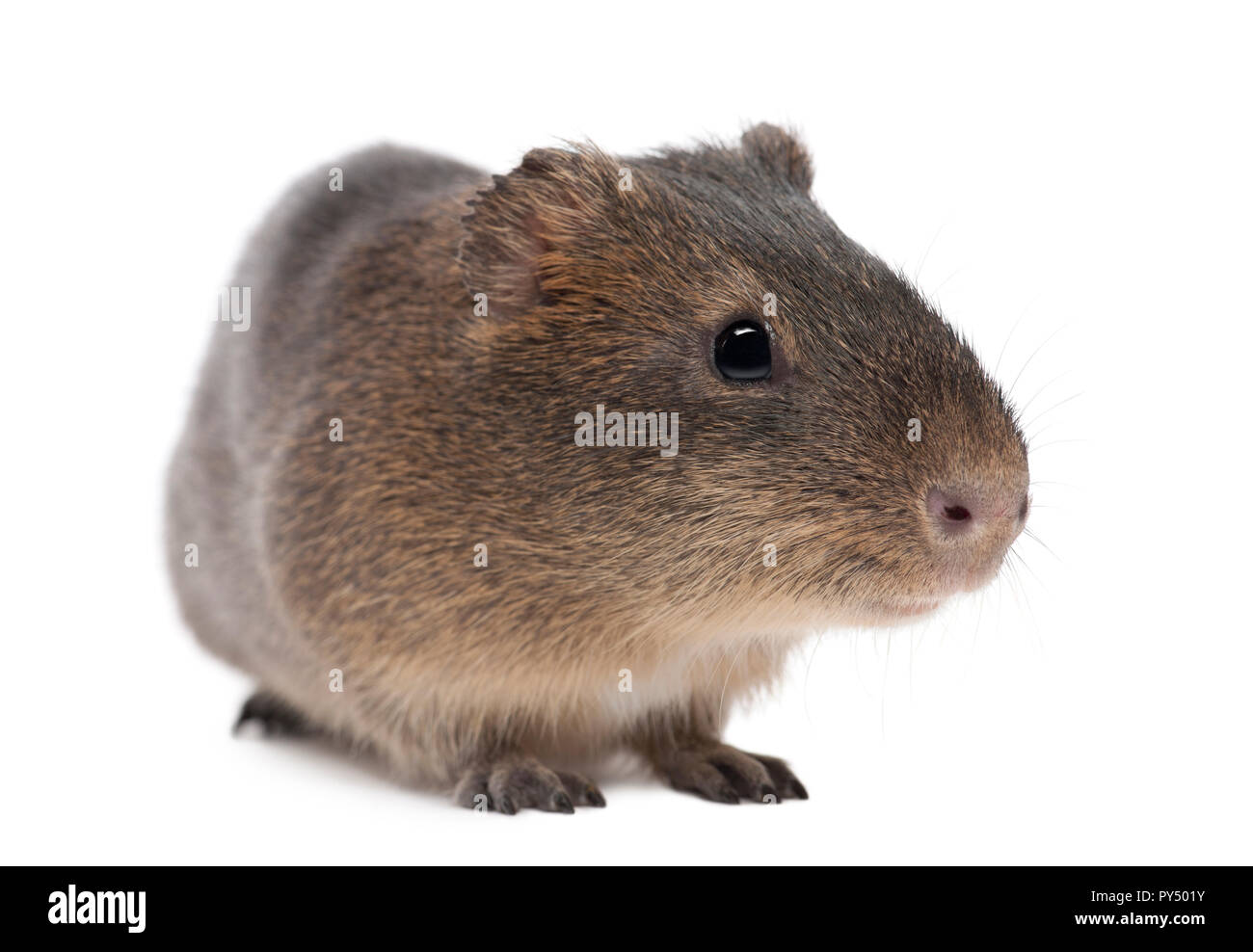 Greater guinea pig, Cavia magna, against white background Stock Photo ...