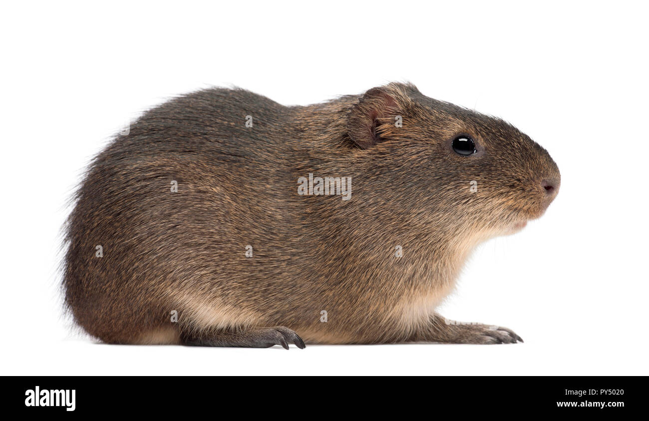 Greater guinea pig, Cavia magna, against white background Stock Photo ...