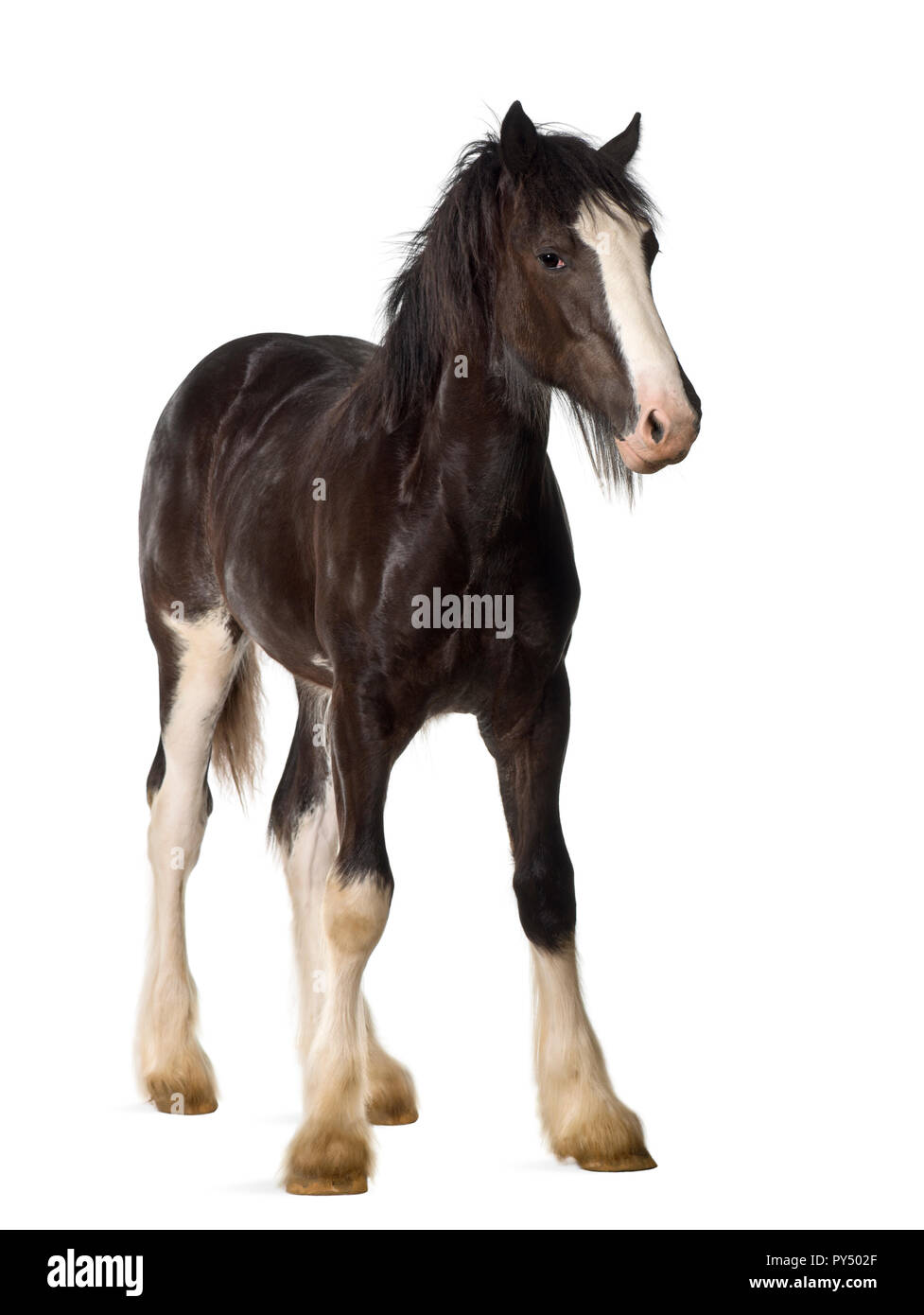 Shire horse foal standing against white background Stock Photo - Alamy