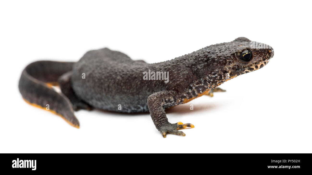 Alpine Newt, Ichthyosaura alpestris, formerly Triturus alpestris and ...