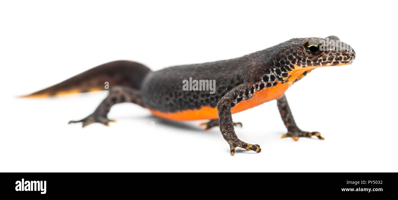 Alpine Newt, Ichthyosaura alpestris, formerly Triturus alpestris and ...