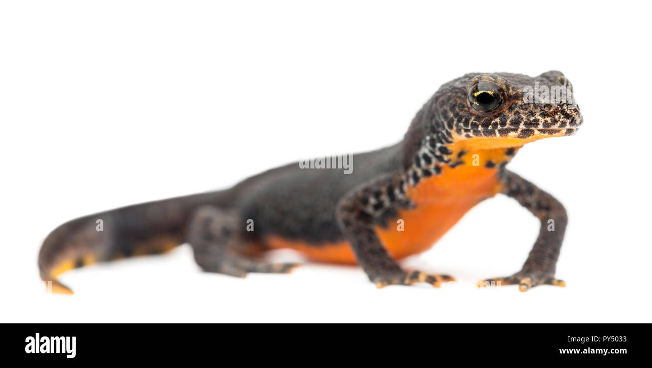 Alpine Newt, Ichthyosaura alpestris, formerly Triturus alpestris and ...