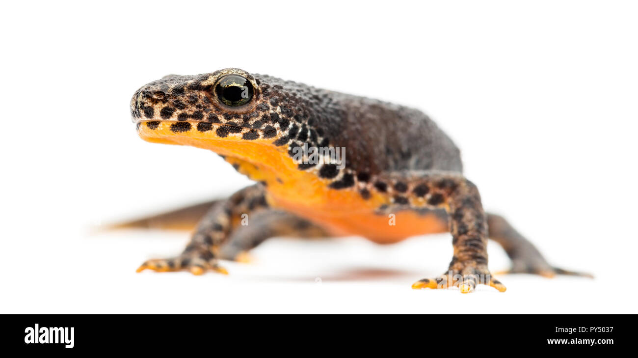 Alpine Newt, Ichthyosaura alpestris, formerly Triturus alpestris and ...