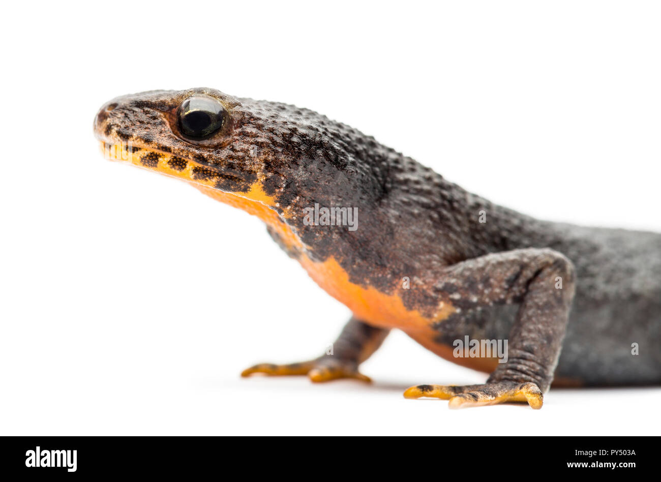 Alpine Newt, Ichthyosaura alpestris, formerly Triturus alpestris and ...