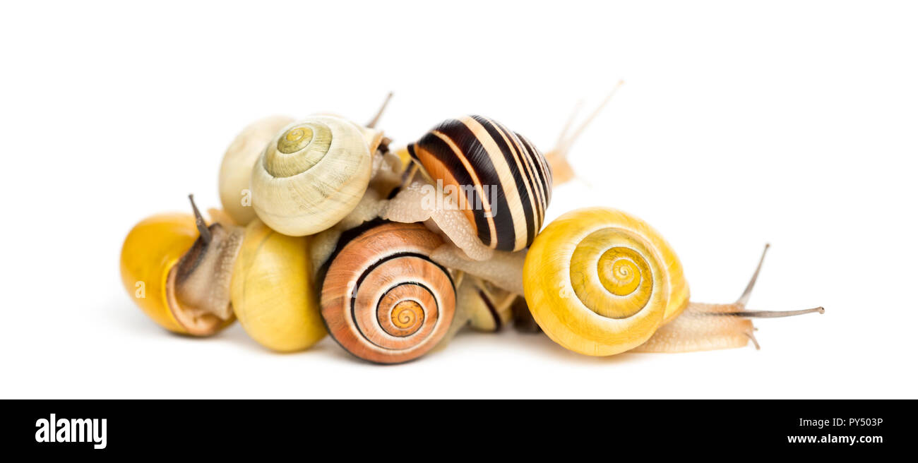 Pile of Grove snails or brown-lipped snails, Cepaea nemoralis, in front ...