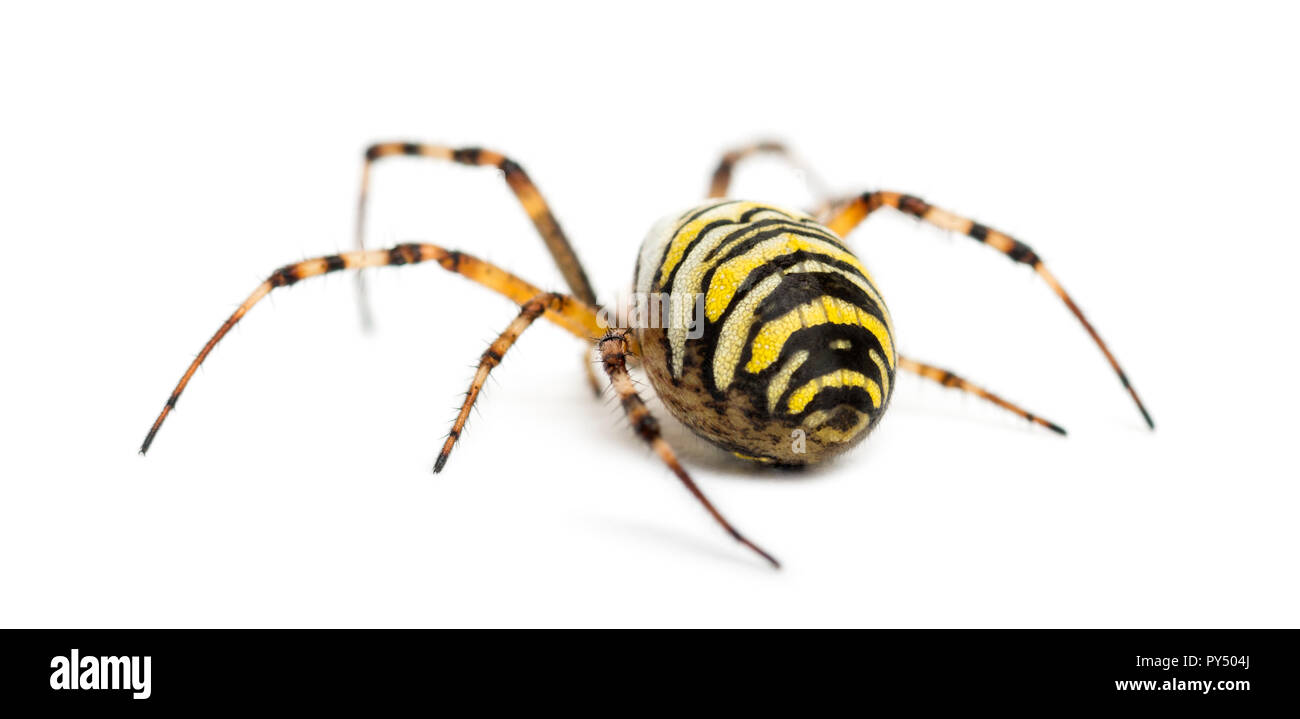 Rear view of a Wasp Spider, Argiope bruennichi, against white ...