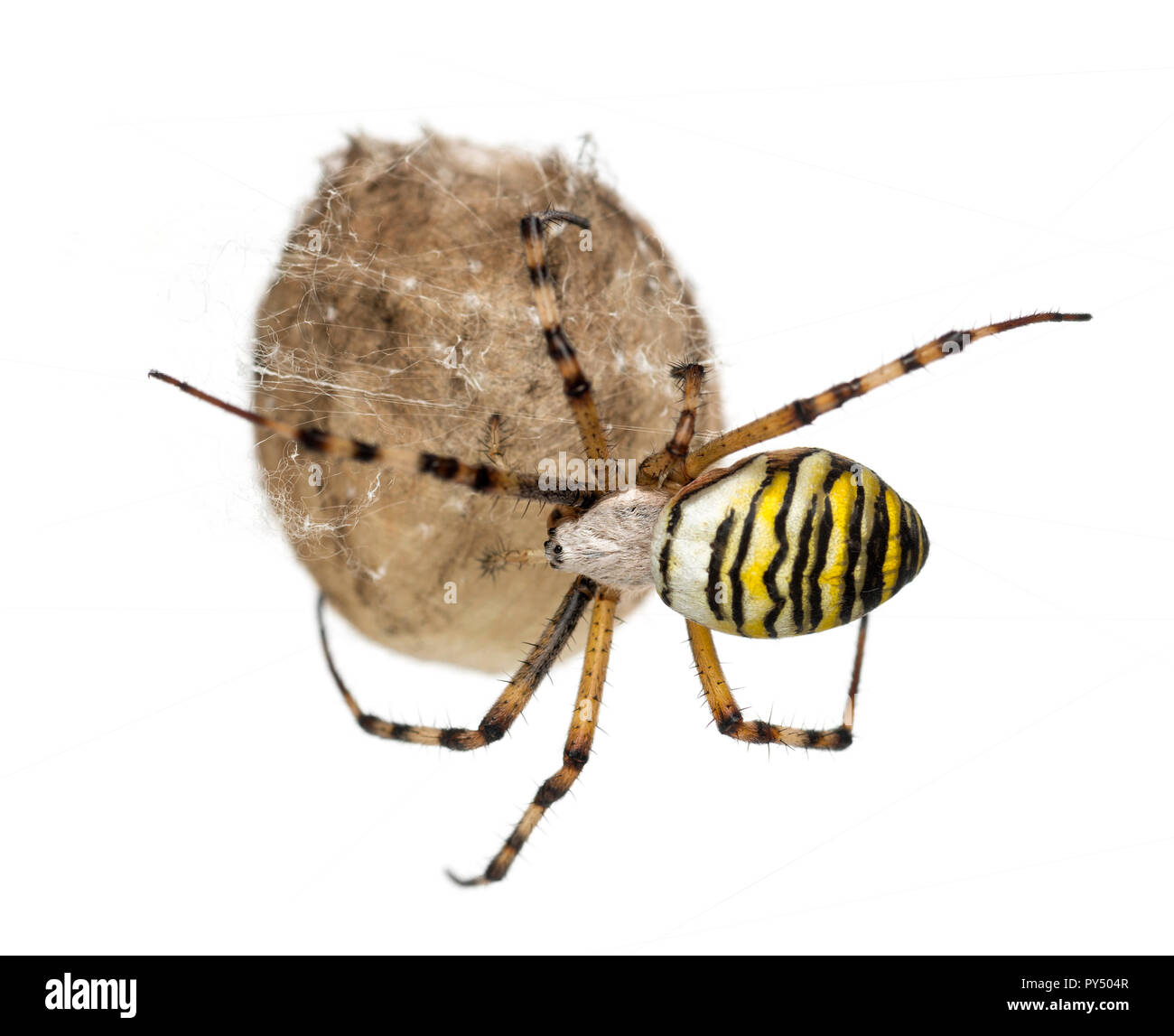 Wasp Spider, Argiope bruennichi, hanging on its egg sack against white ...