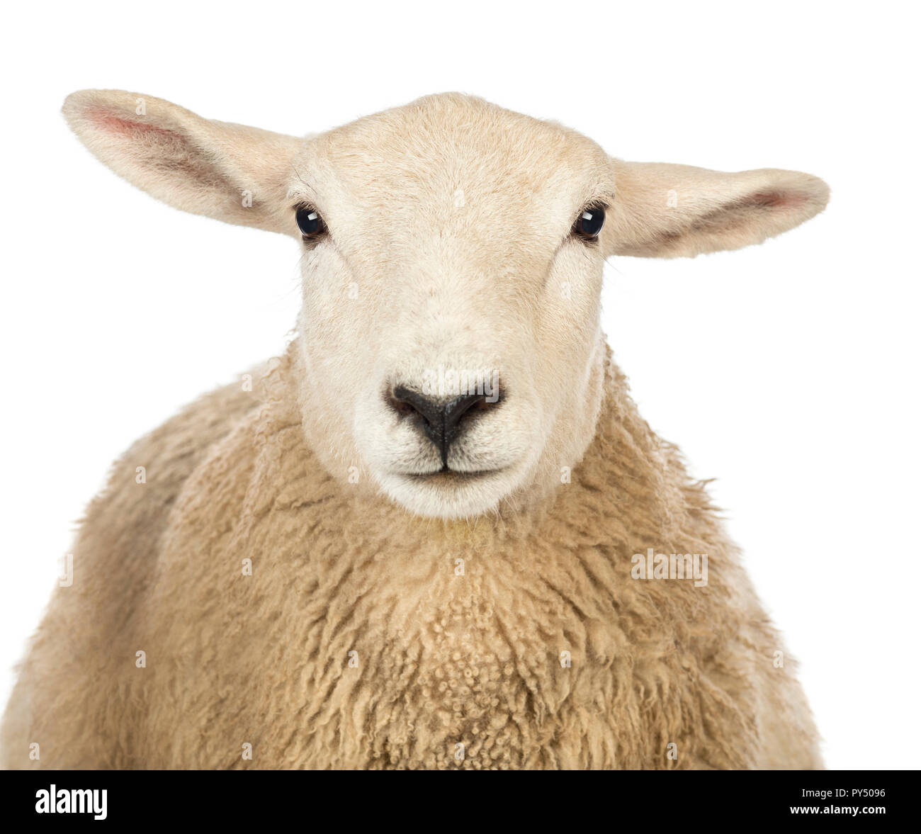 White sheeps head hi-res stock photography and images - Alamy