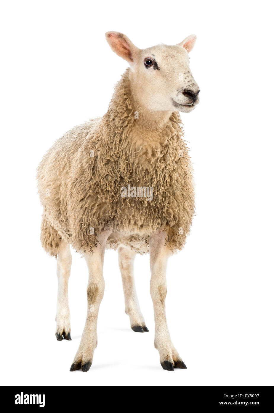 Sheep against white background Stock Photo - Alamy