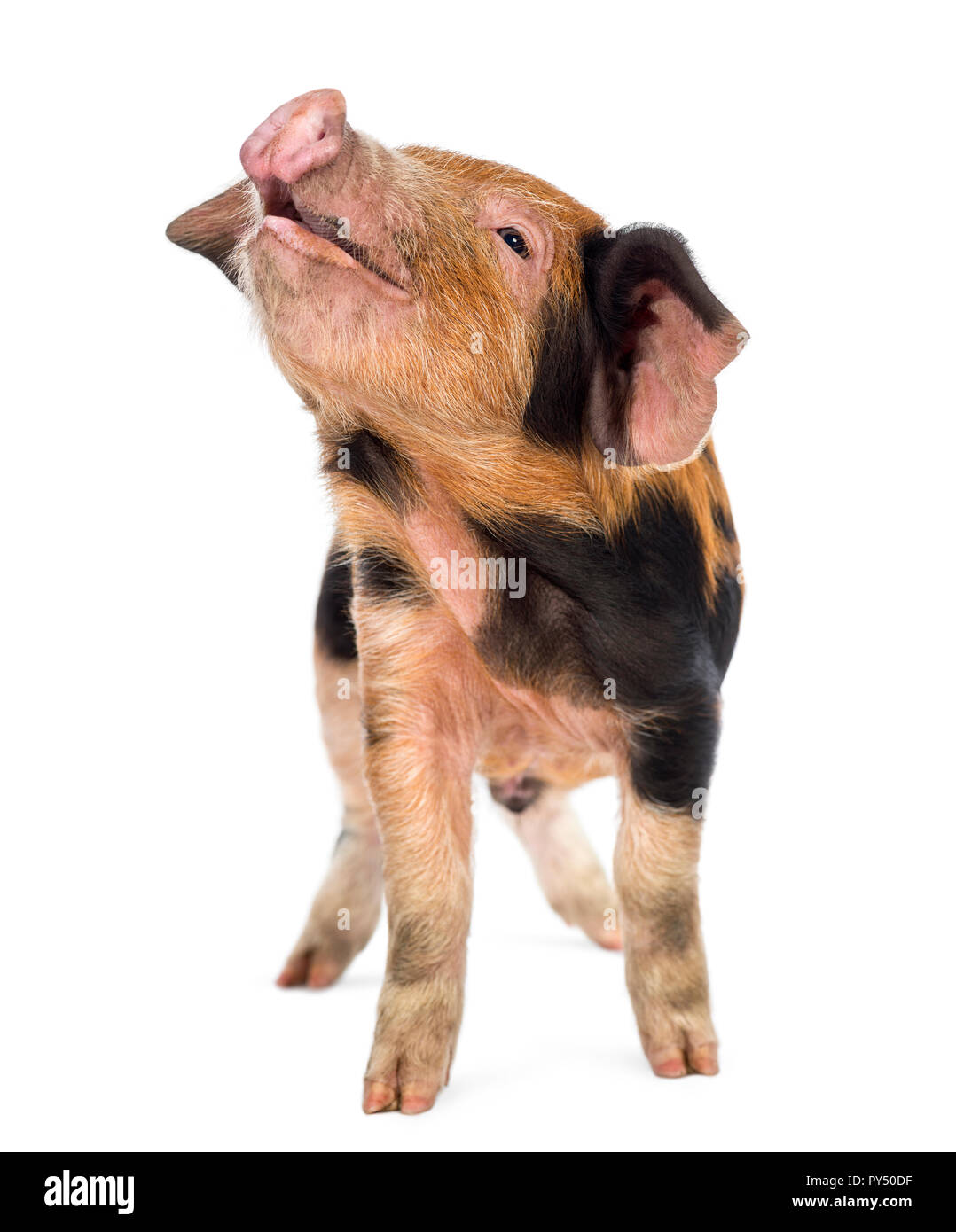 Pig Standing On Hind Legs Front View