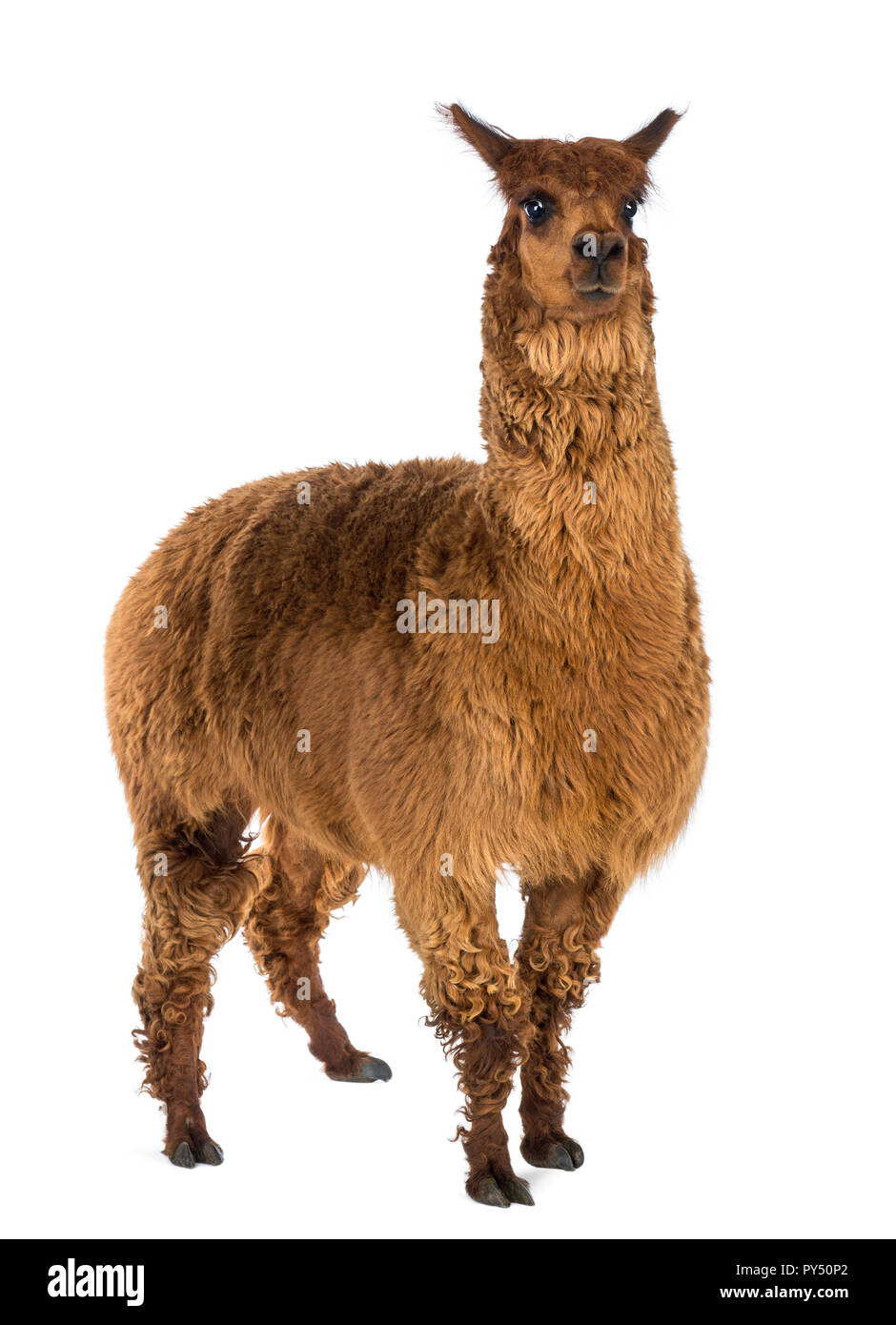 White alpaca Cut Out Stock Images & Pictures - Alamy