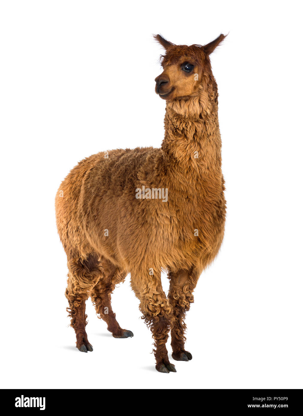 Alpaca against white background Stock Photo - Alamy