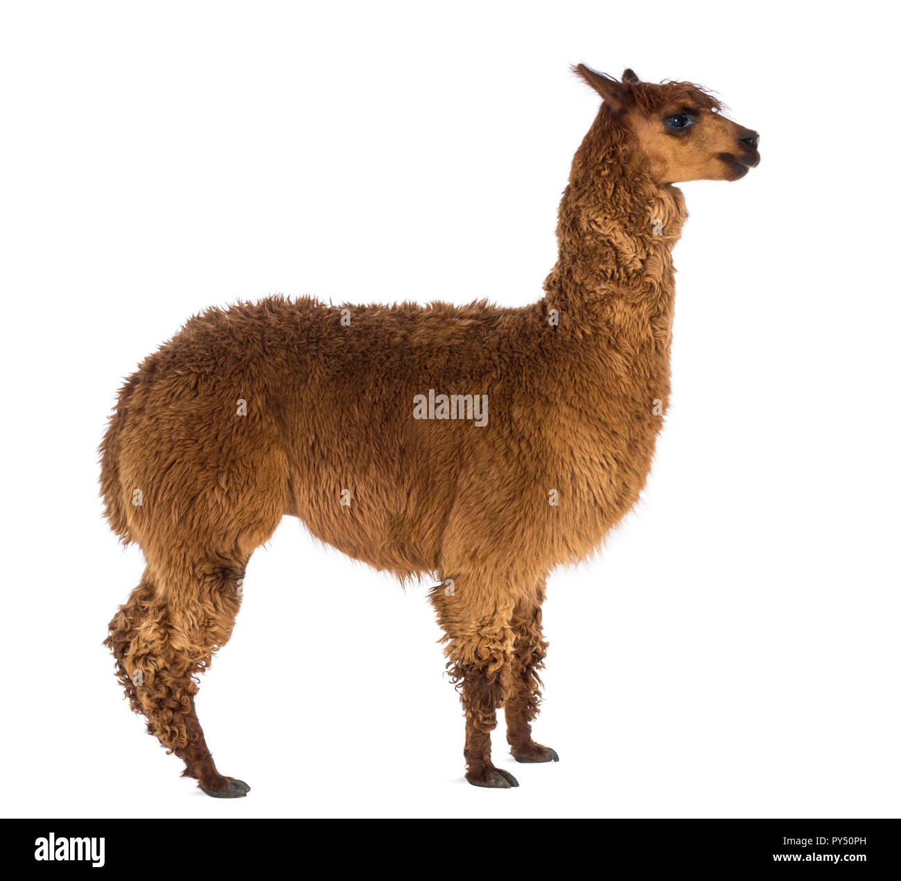 Alpaca side view Cut Out Stock Images & Pictures - Alamy