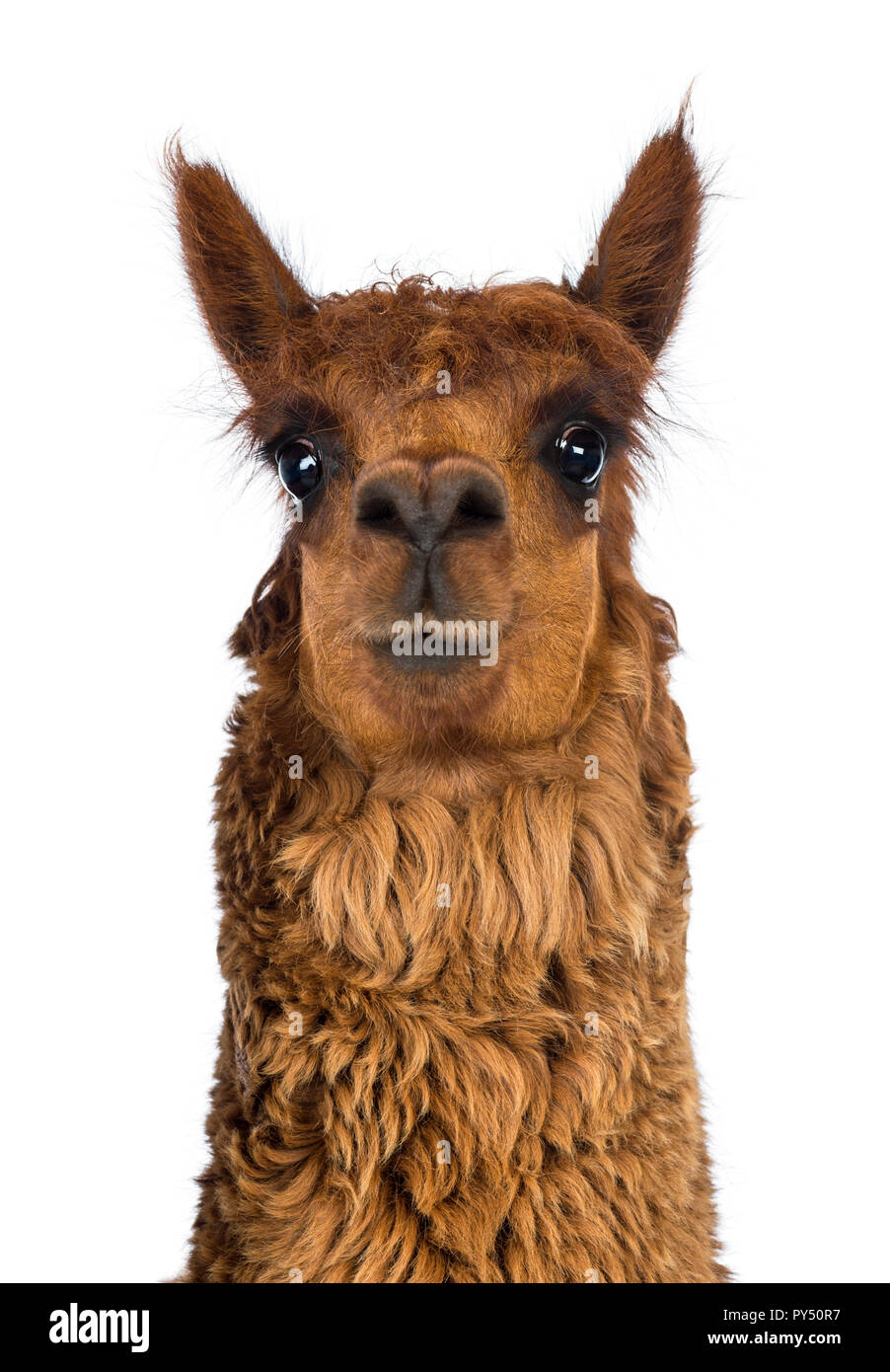 Front view Close-up of Alpaca against white background Stock Photo - Alamy