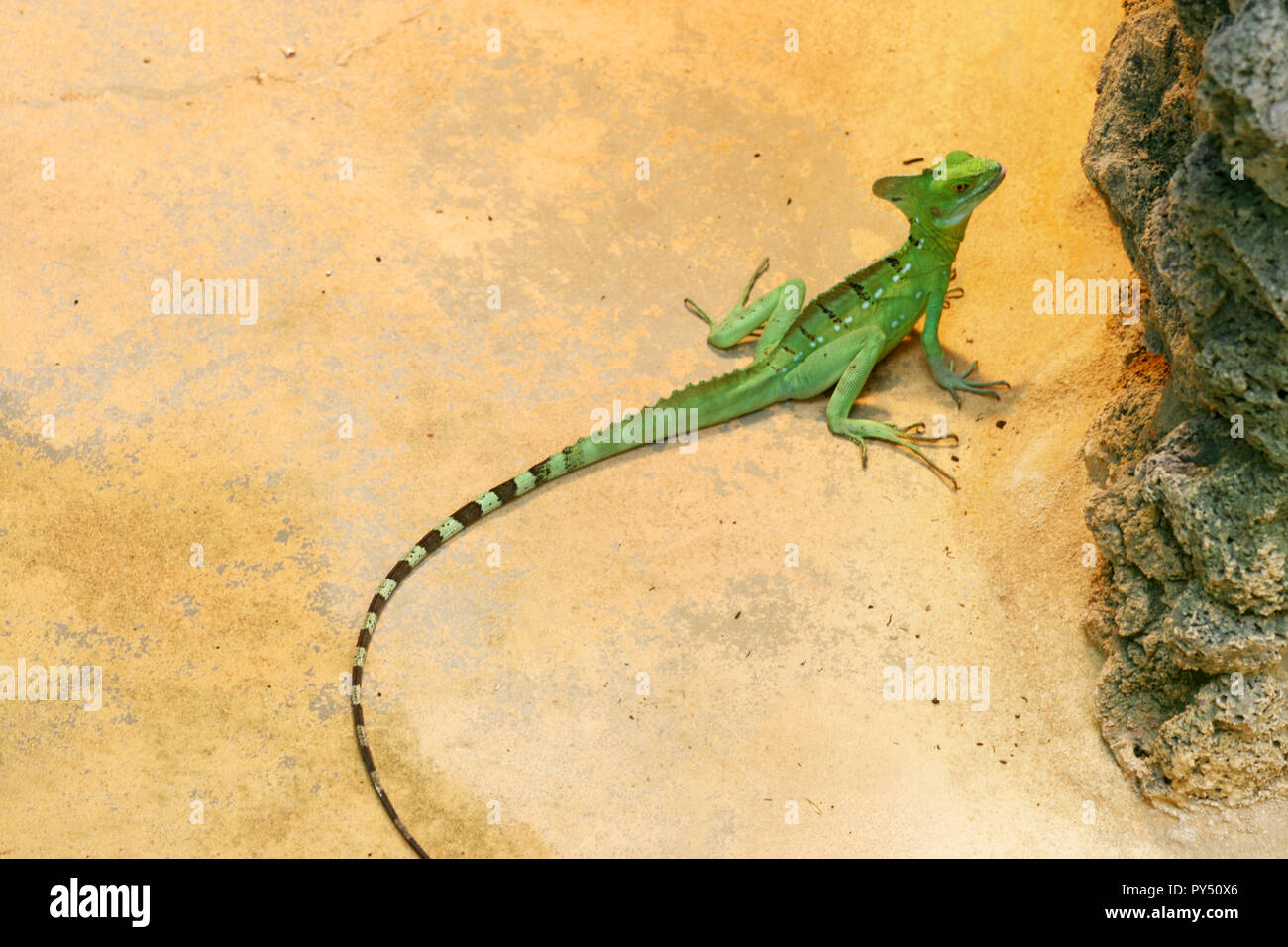 Green basilisk lizard Stock Photo - Alamy