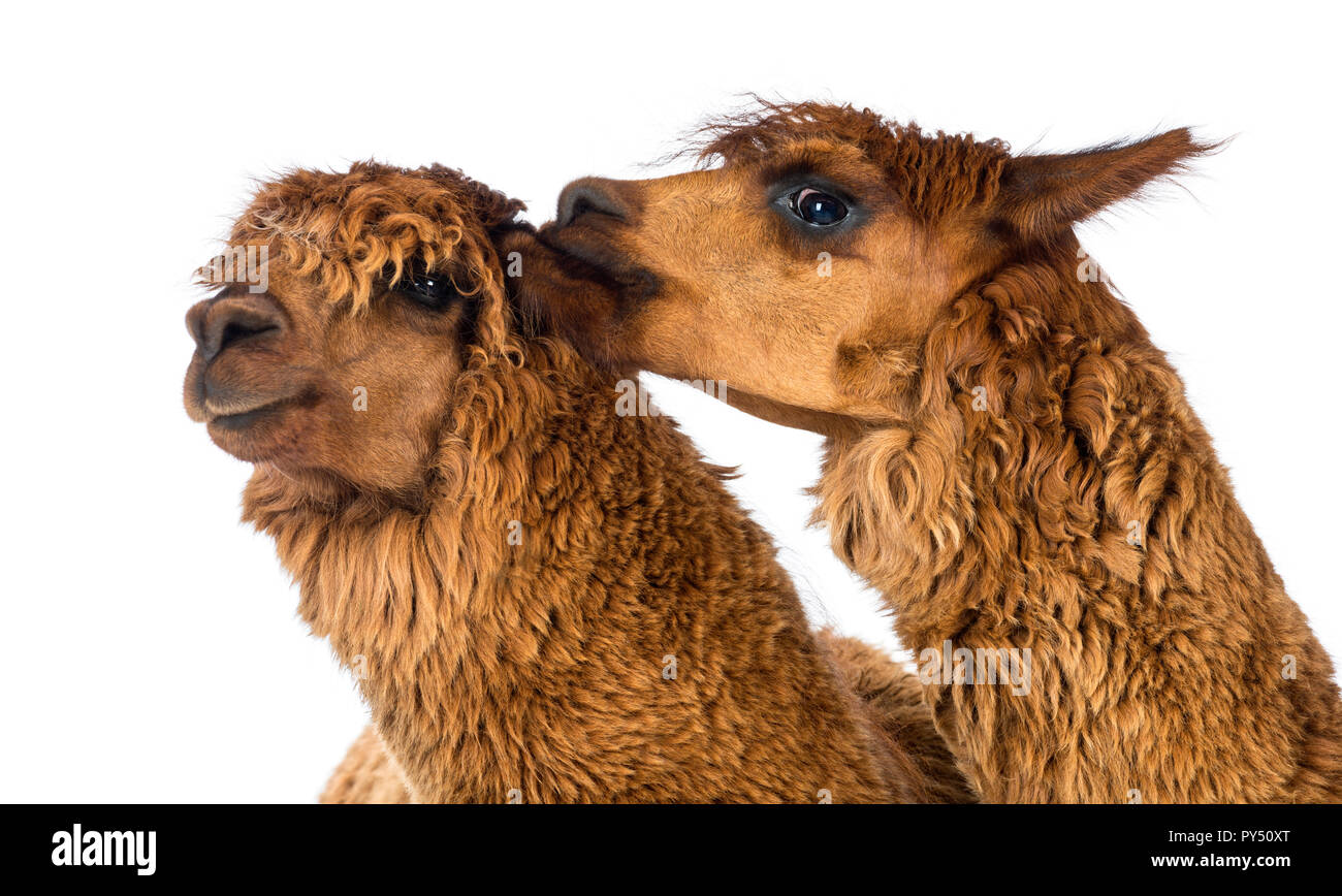Alpaca biting another Alpaca's ear against white background Stock Photo ...