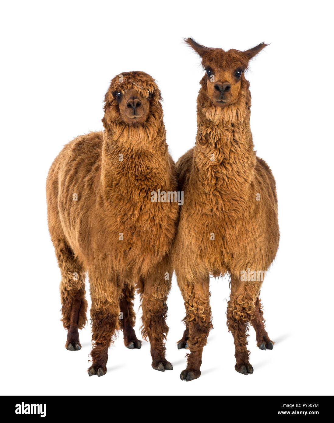 Two Alpacas looking at camera against white background Stock Photo - Alamy