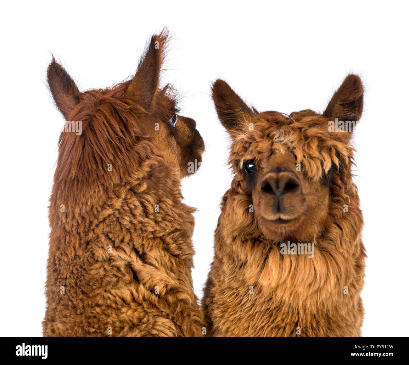 Close-up of Two Alpacas, one is looking back and the other is looking ...