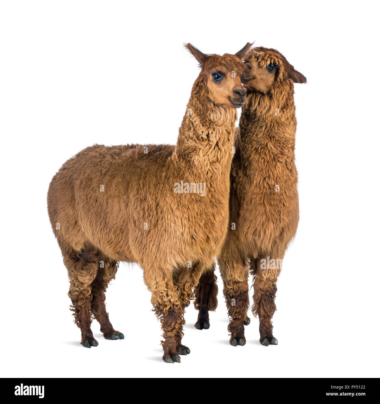 Alpaca whispering at another Alpaca's ear against white background ...