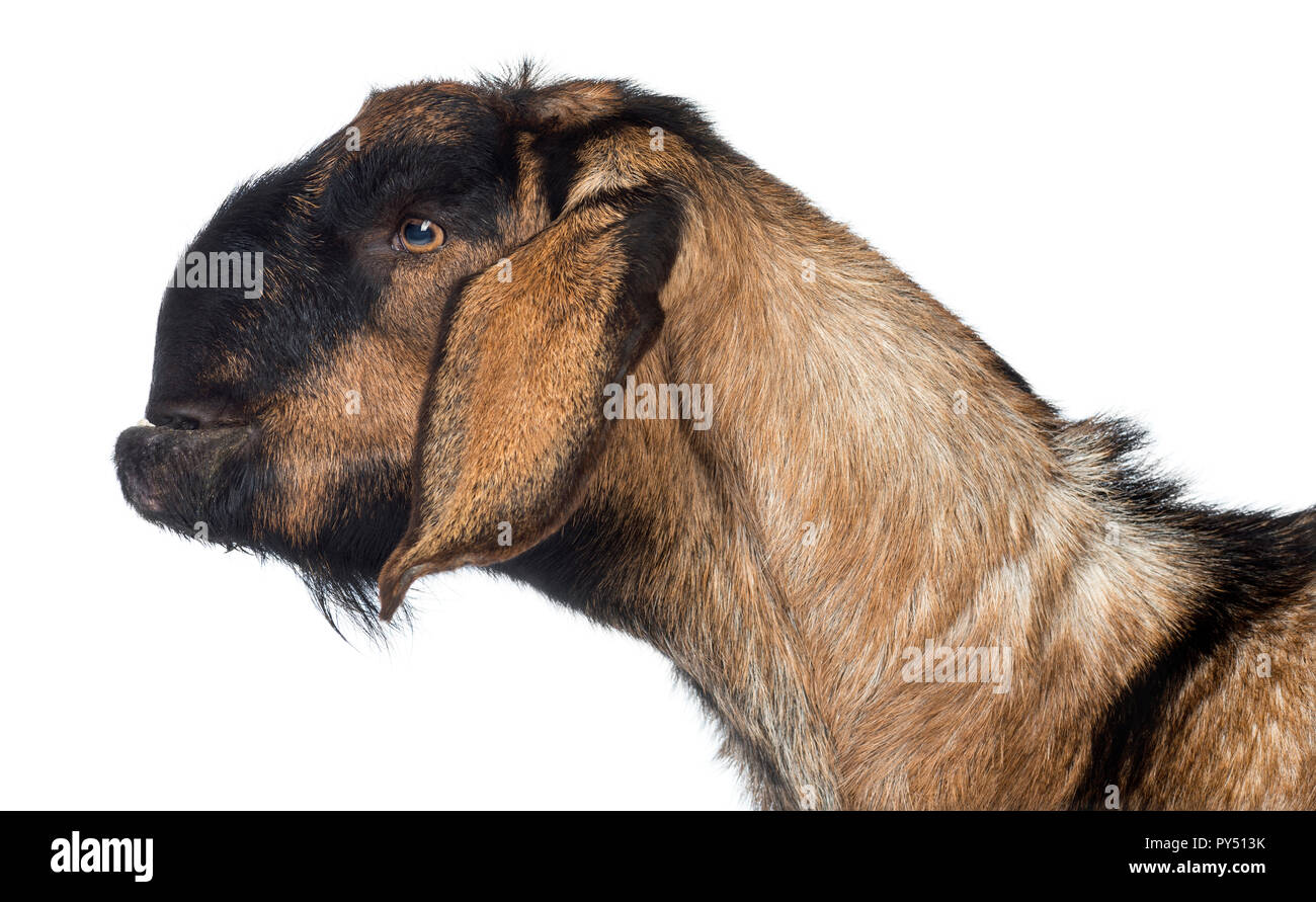 Side view Close-up of an Anglo-Nubian goat with a distorted jaw against ...