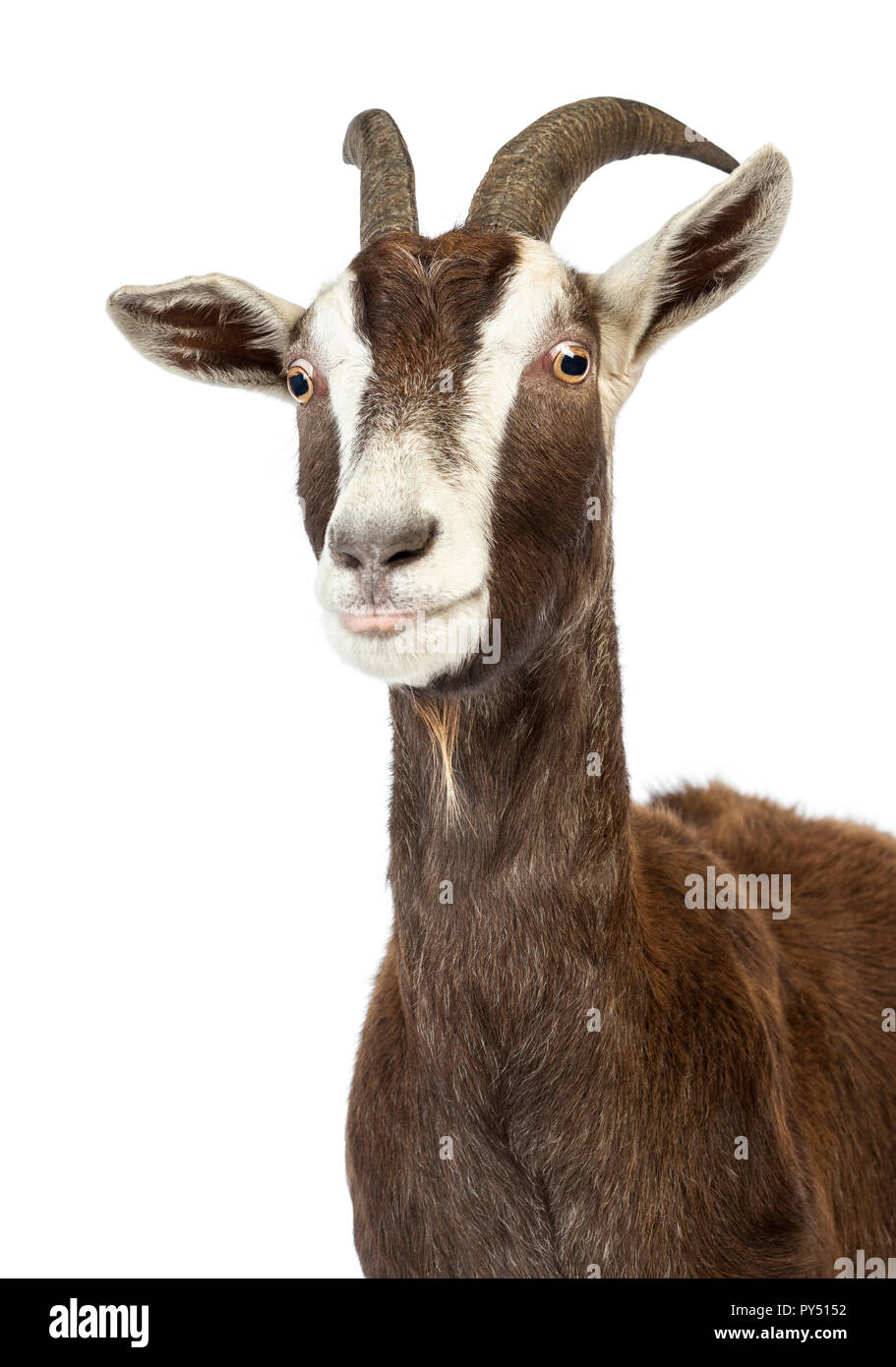 Toggenburg goat hi-res stock photography and images - Alamy
