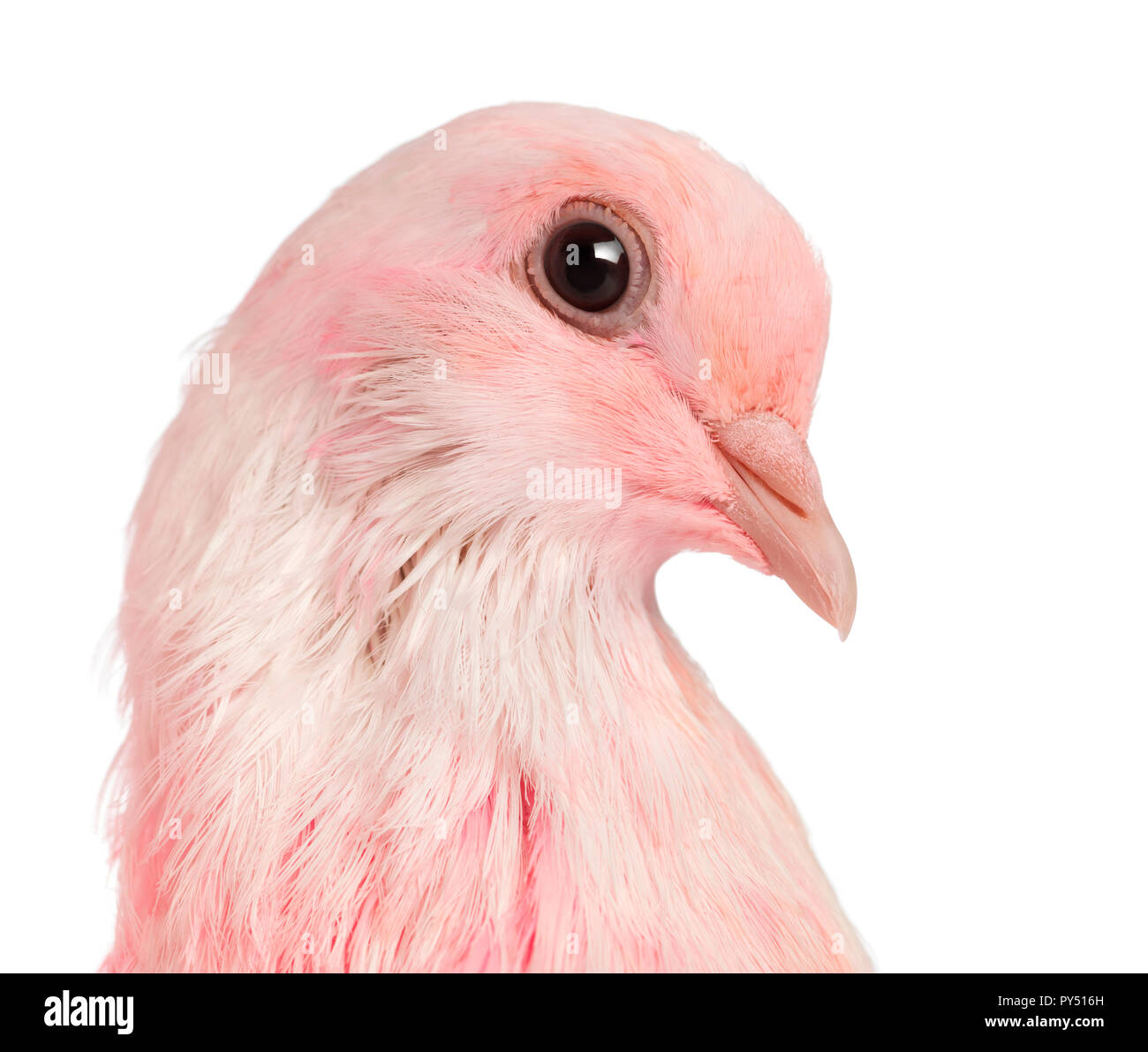 Pink animal isolated white hi-res stock photography and images - Alamy