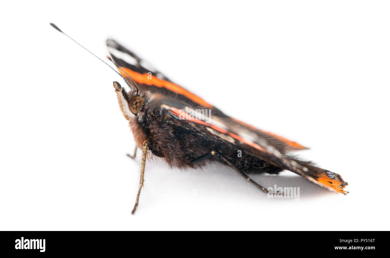 Red Admiral butterfly, Vanessa atalanta, against white background Stock ...
