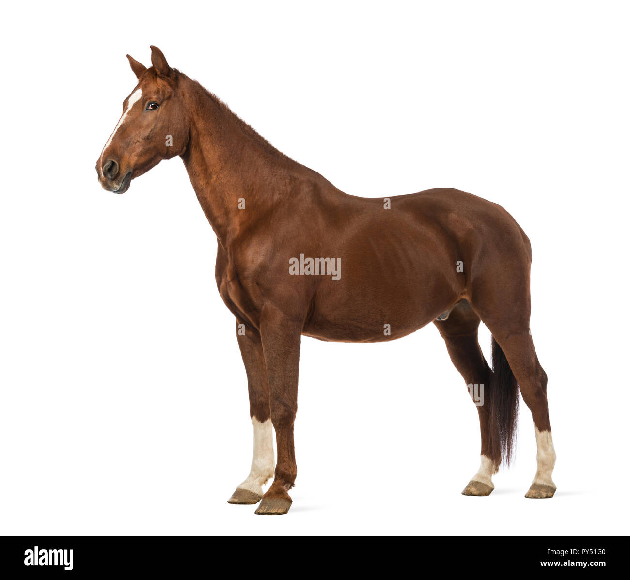 Side view of a Horse in front of white background Stock Photo - Alamy
