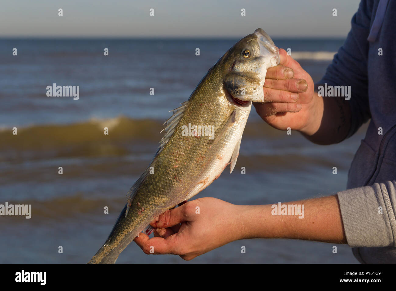 Dicentrarchus labrax european bass hi-res stock photography and images ...