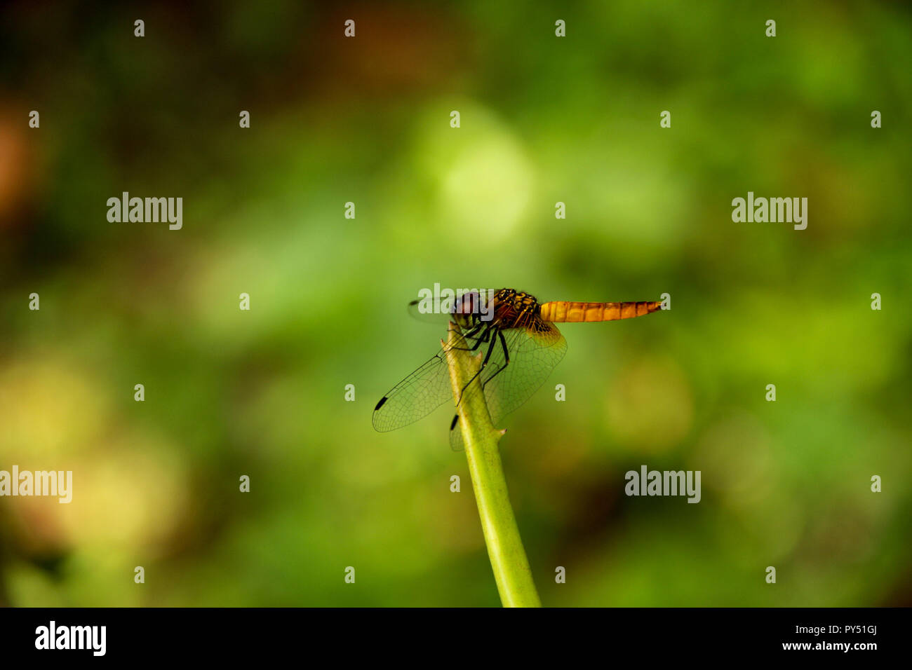 Dragonfly kerala hi-res stock photography and images - Alamy