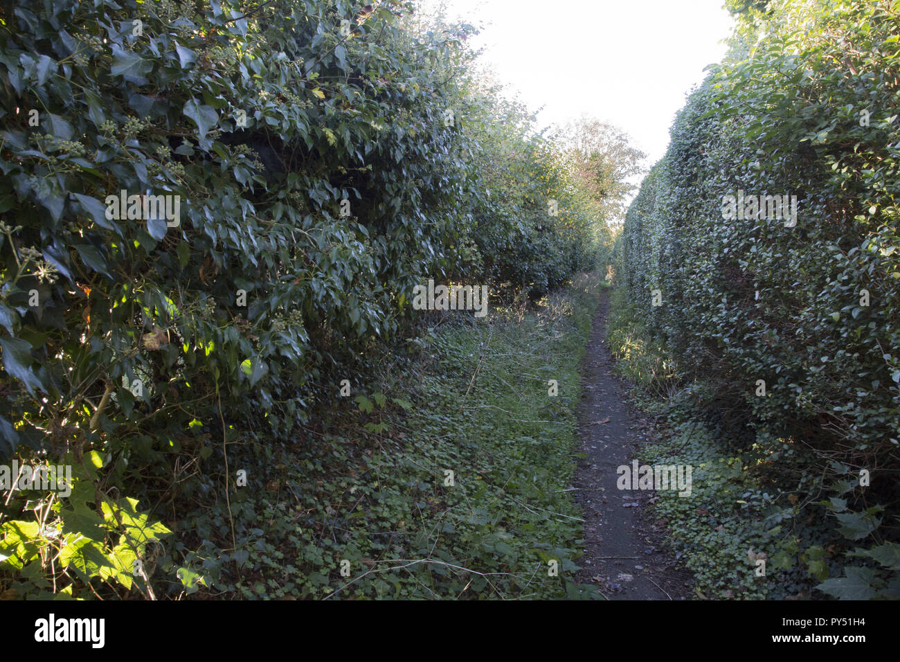 Path between hedges in Bungay Stock Photo - Alamy