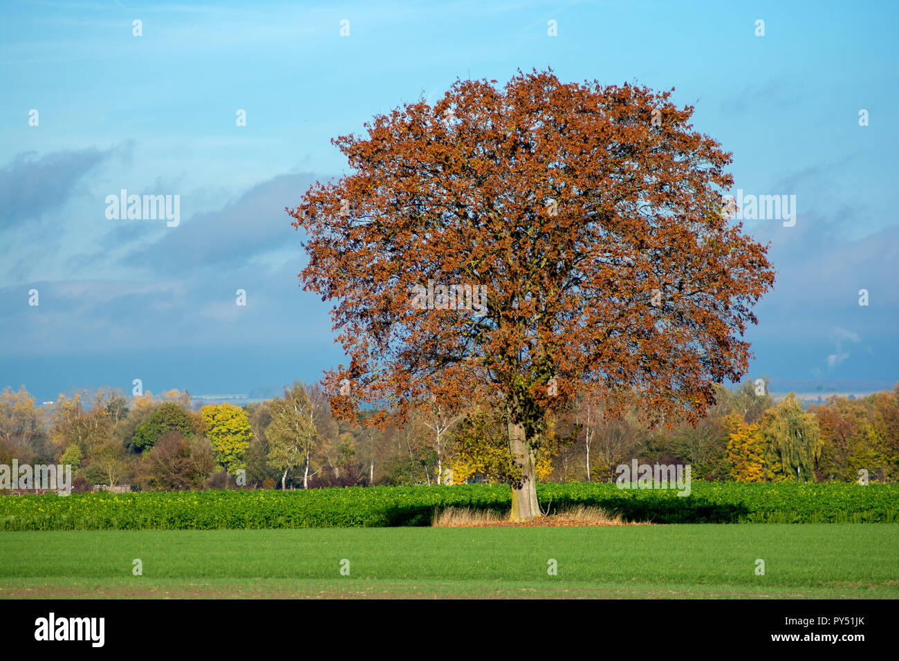 Ligno hi-res stock photography and images - Alamy