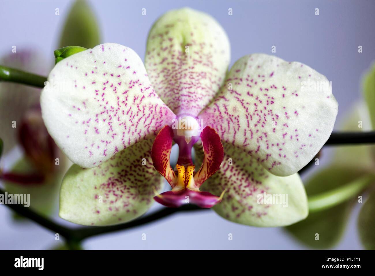 A colorfull orchid Stock Photo - Alamy