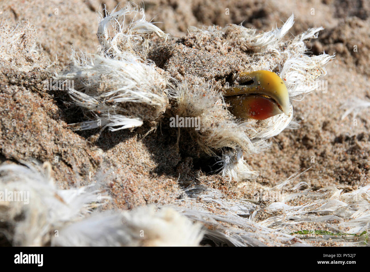 Deceased seagull hi-res stock photography and images - Alamy