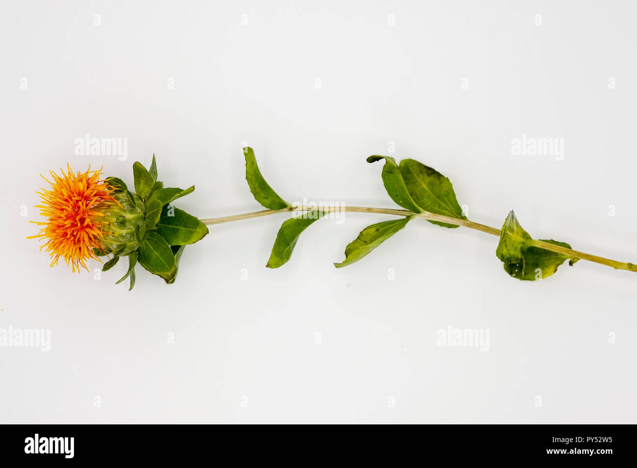 Safflower Oil High Resolution Stock Photography and Images - Alamy