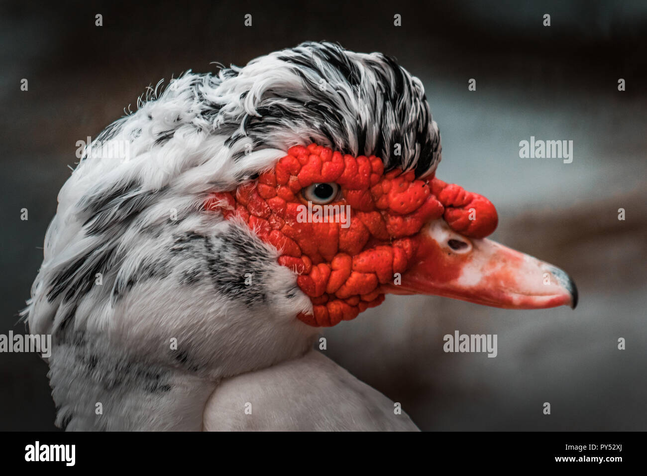 Duck eye close up hi-res stock photography and images - Alamy