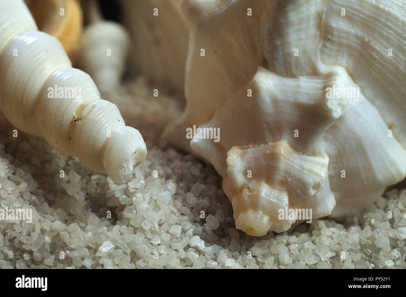macrophotography of snail shells lying on sand at beach Stock Photo - Alamy