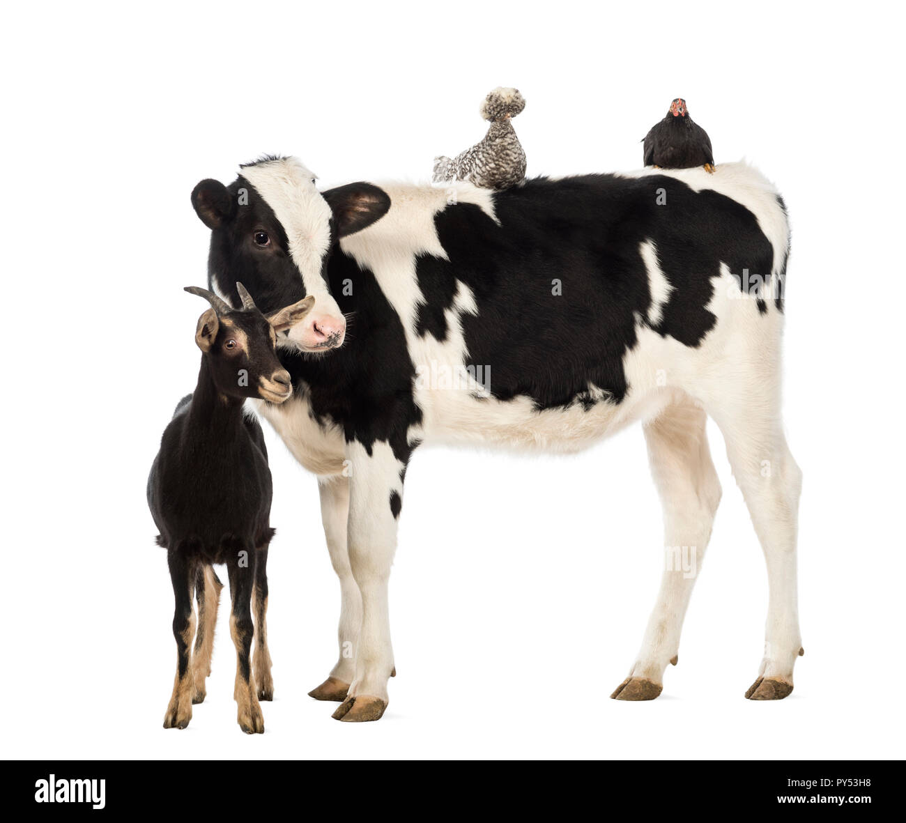Veal, 8 months old, standing with a Polish chicken and a hen lying on ...