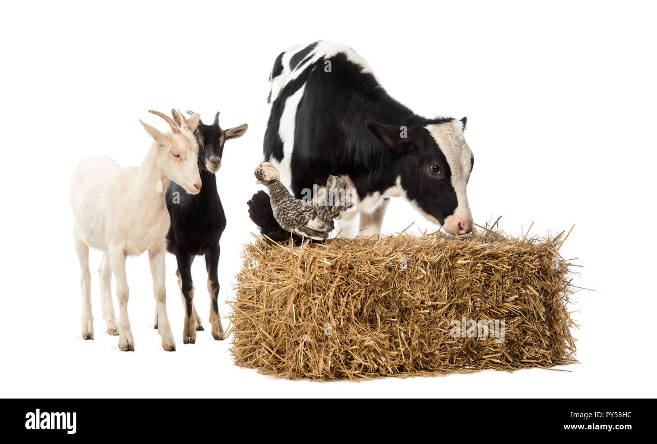 Group of farm animals standing next and on a straw bale, isolated on ...