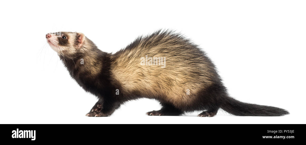 Side view of a Ferret, 9 months old, looking up in front of white ...