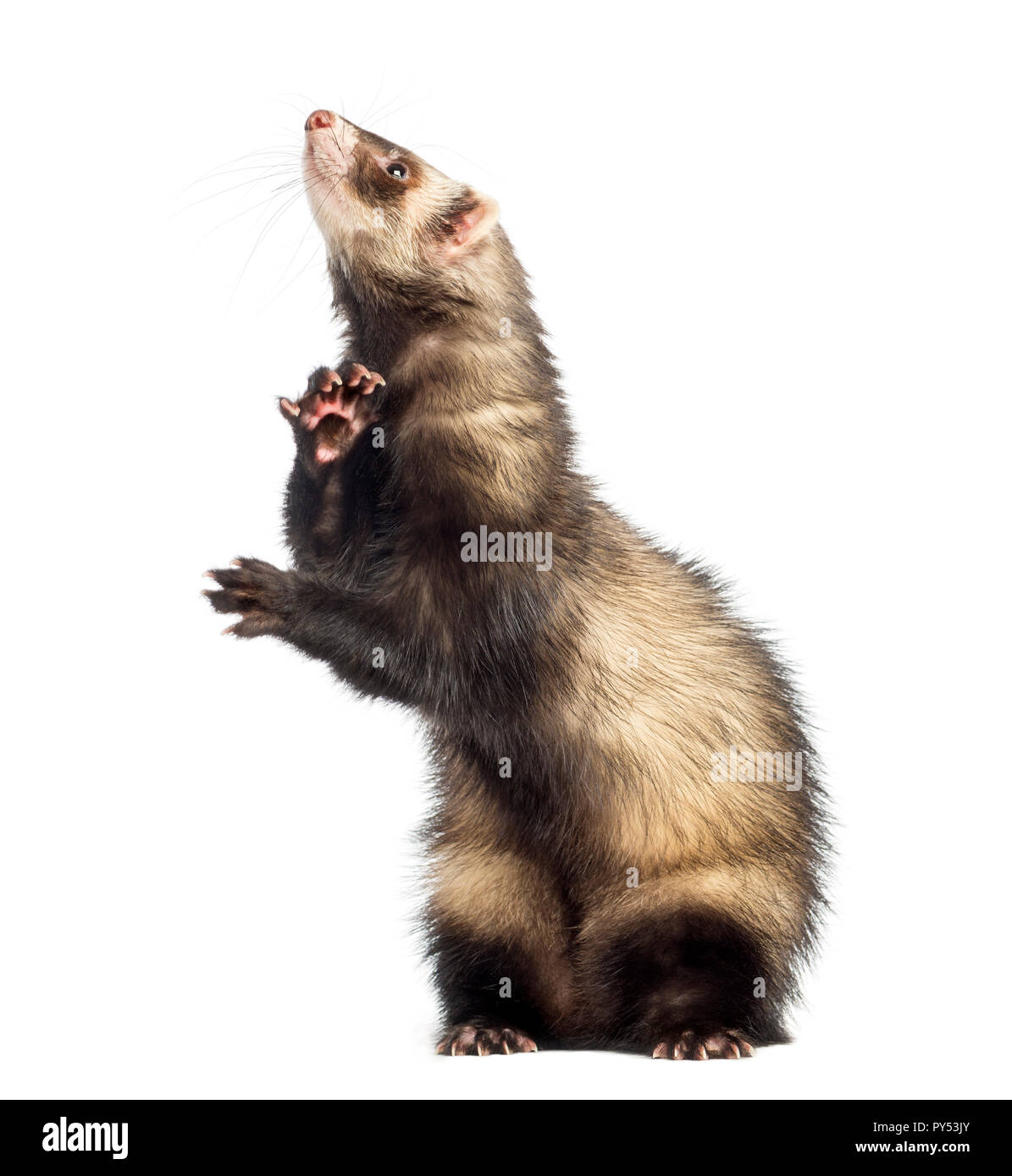 Ferret standing on hind legs and looking up, isolated on white Stock ...